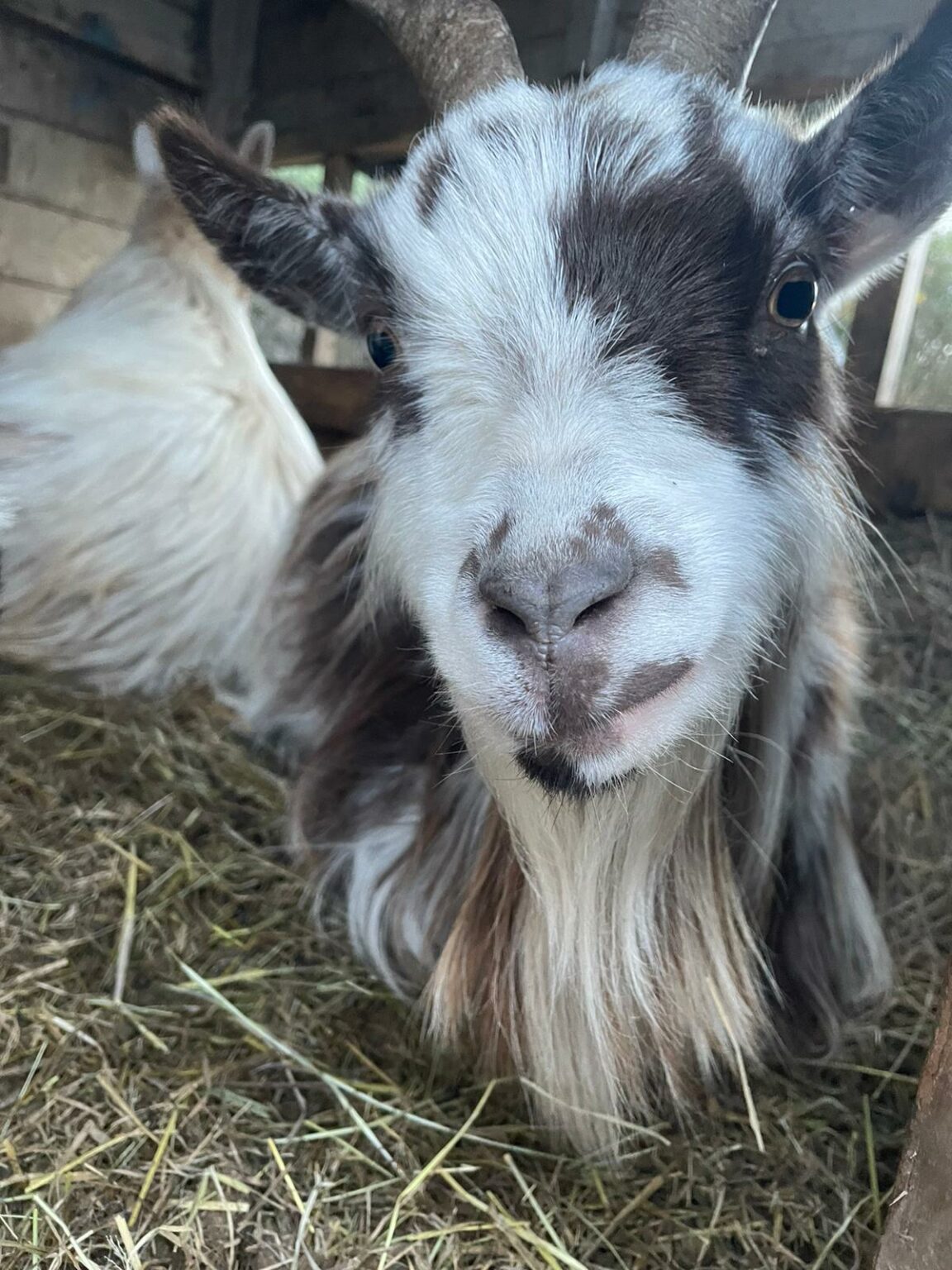 Will's Farms – Get ready to meet and greet our amazing animals for a ...