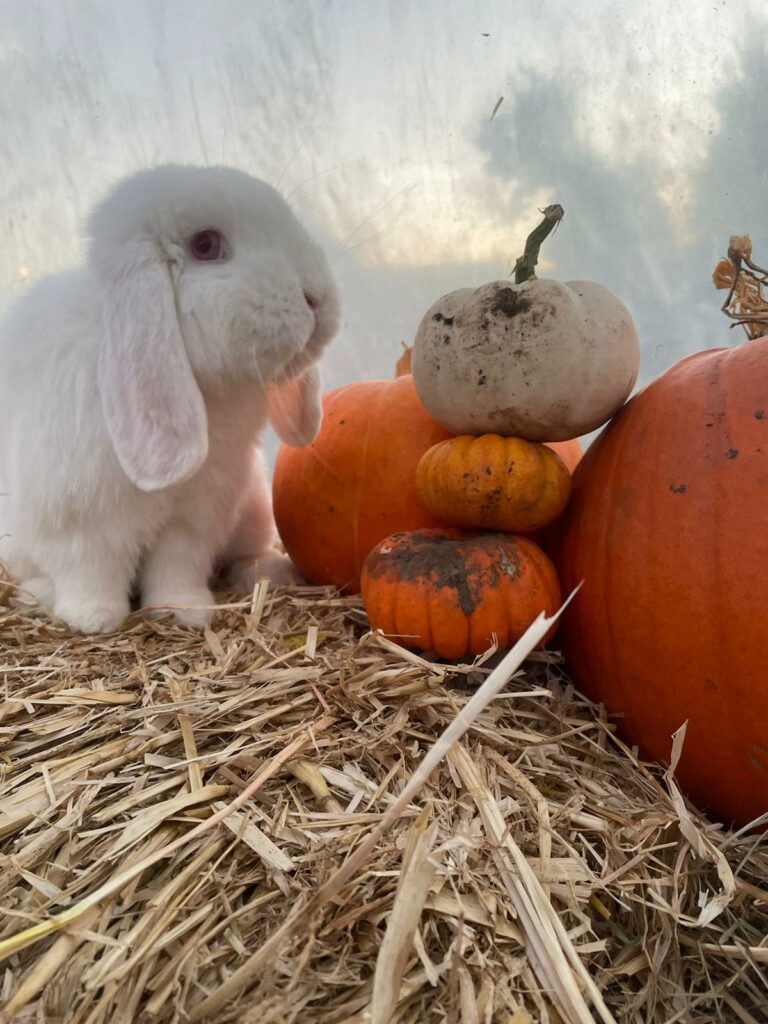 Will's Farms – Get ready to meet and greet our amazing animals for a ...