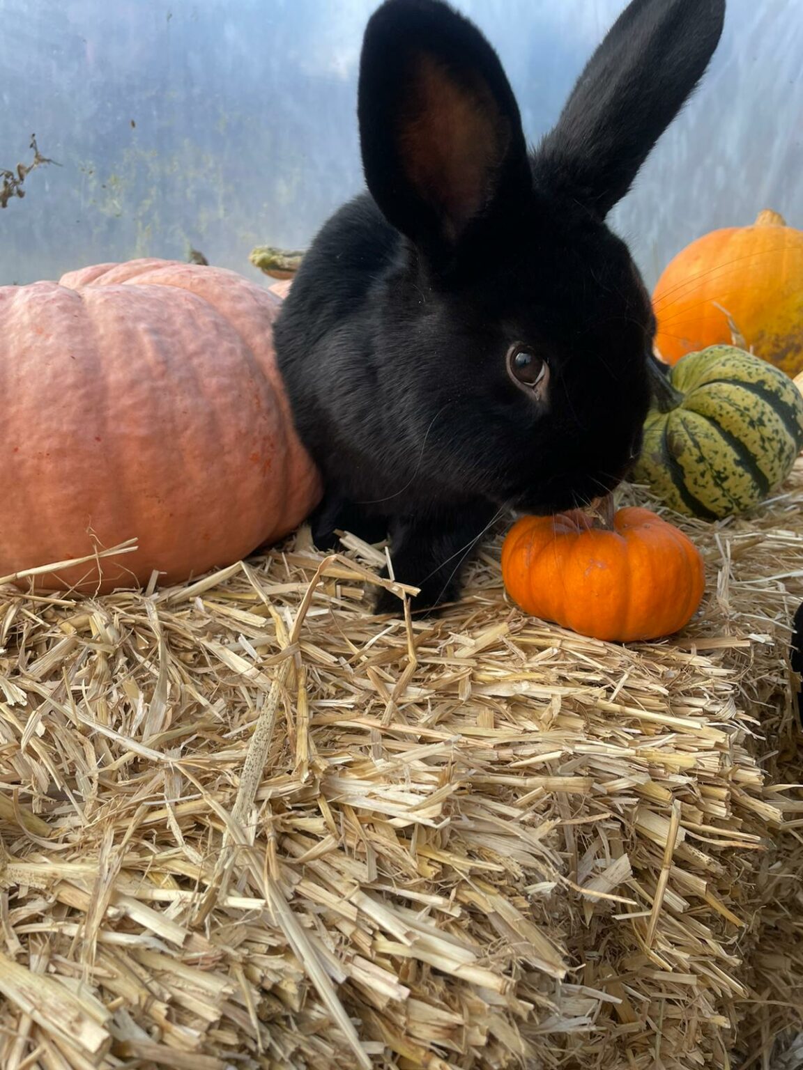 Will's Farms – Get ready to meet and greet our amazing animals for a ...