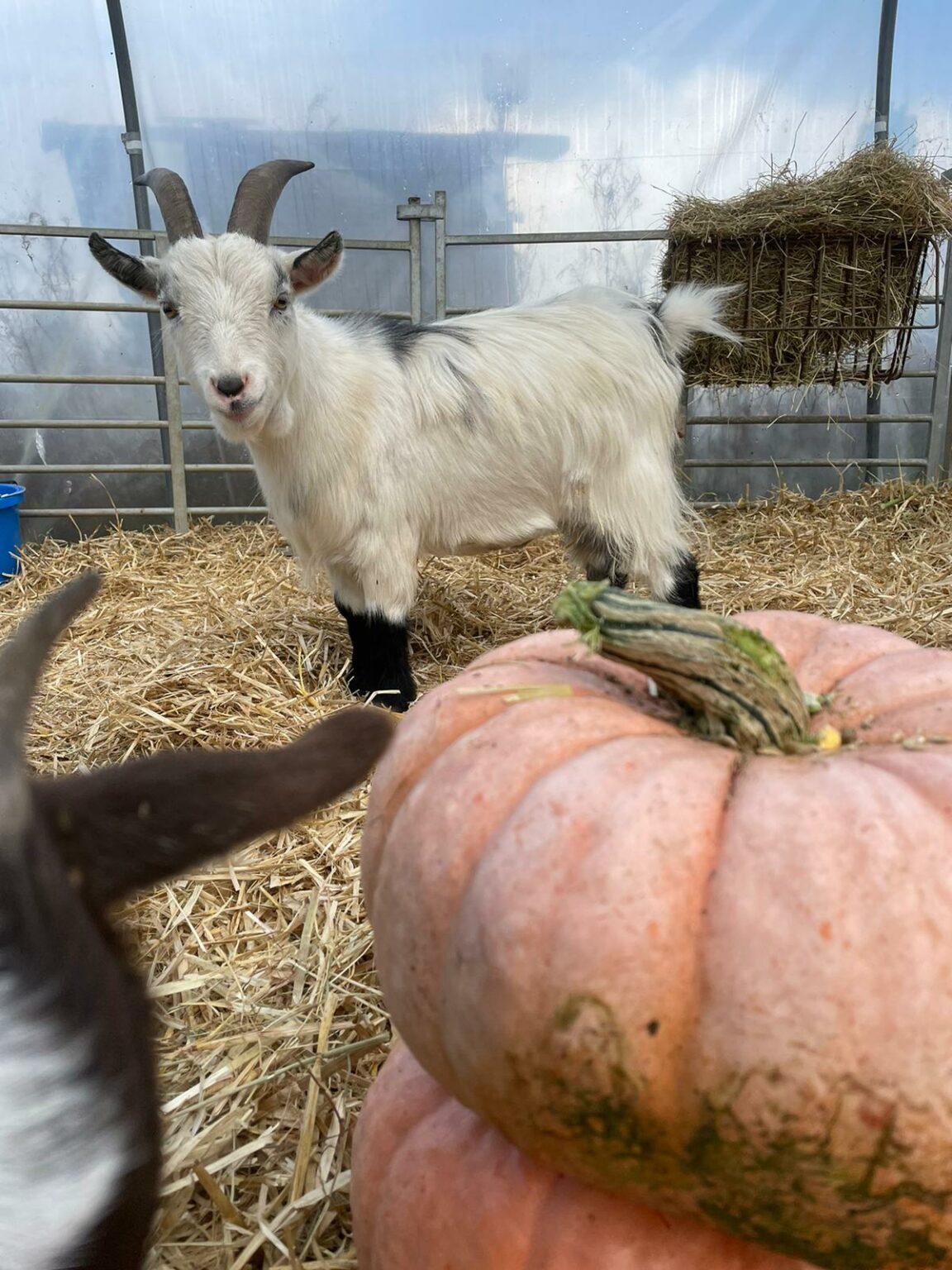 Will's Farms – Get ready to meet and greet our amazing animals for a ...