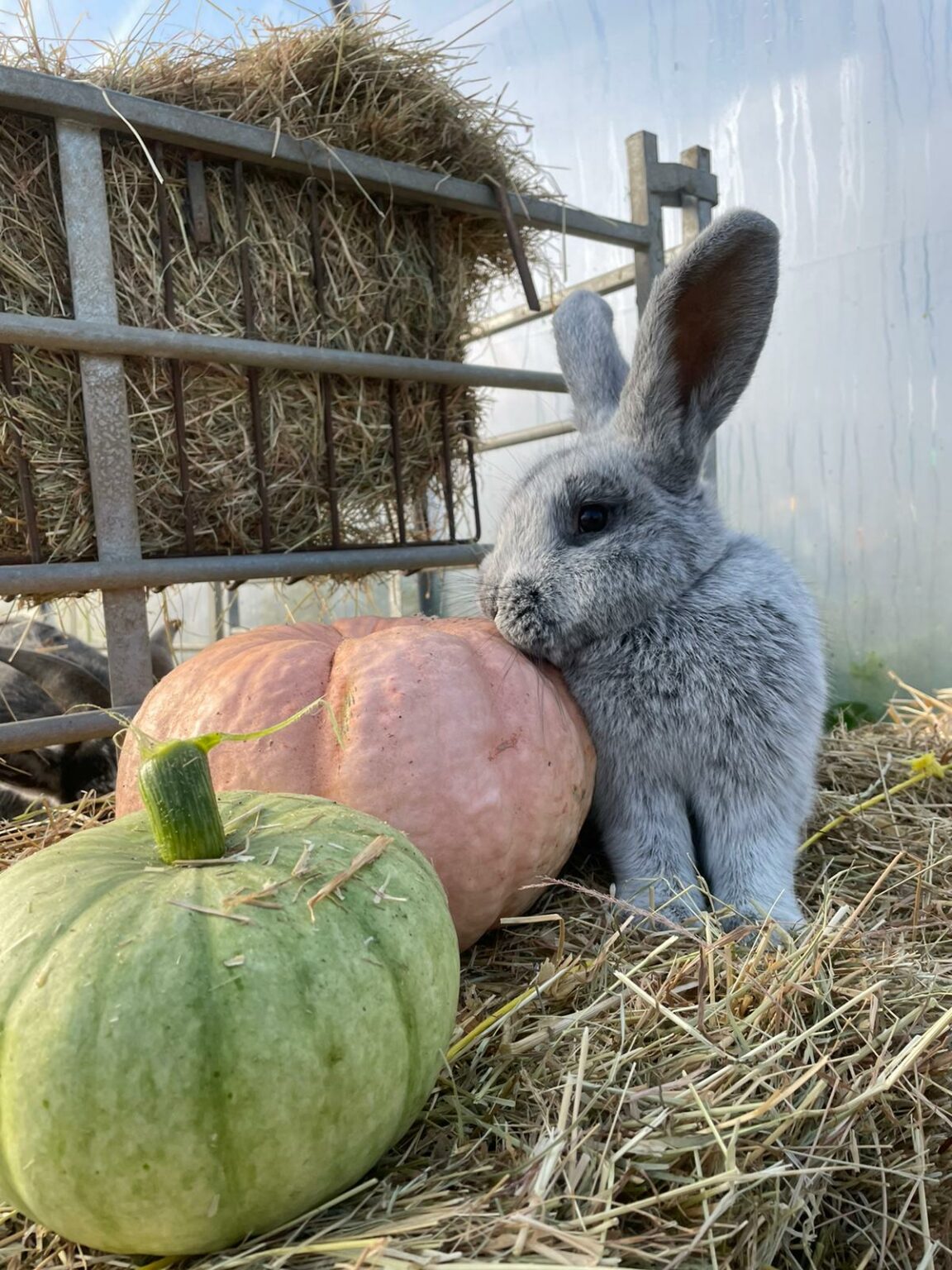 Will's Farms – Get ready to meet and greet our amazing animals for a ...