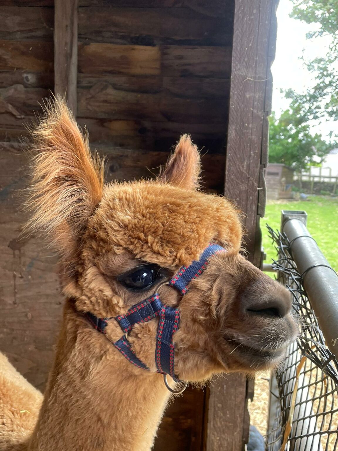 Will's Farms – Get ready to meet and greet our amazing animals for a ...