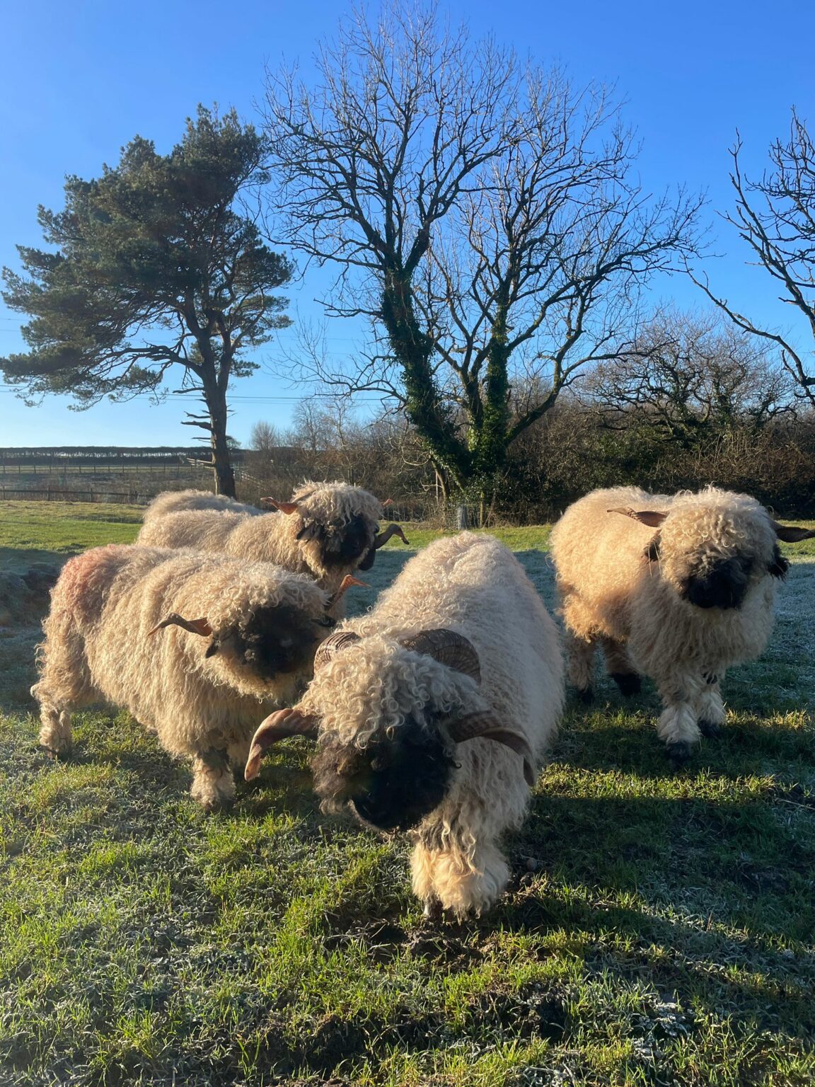 Will's Farms – Get ready to meet and greet our amazing animals for a ...