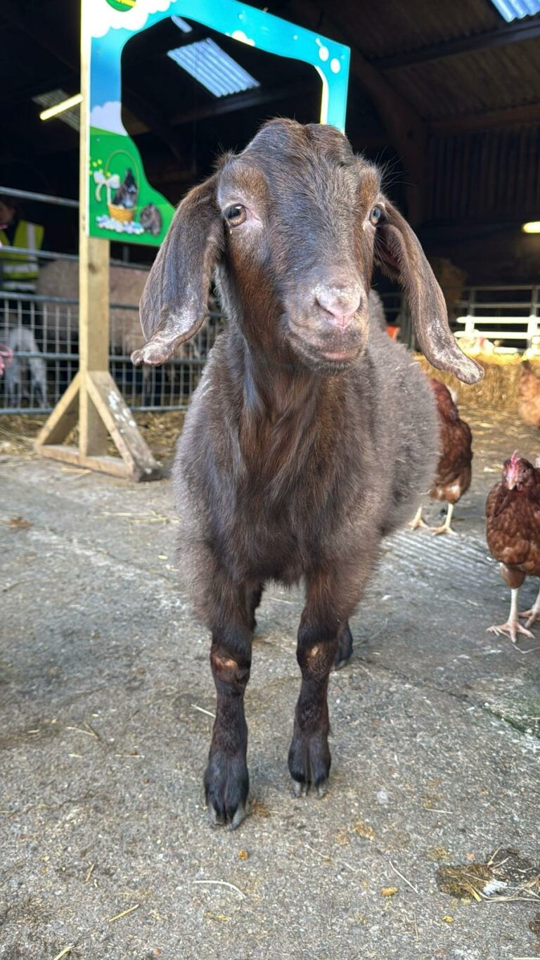 Will's Farms – Get ready to meet and greet our amazing animals for a ...