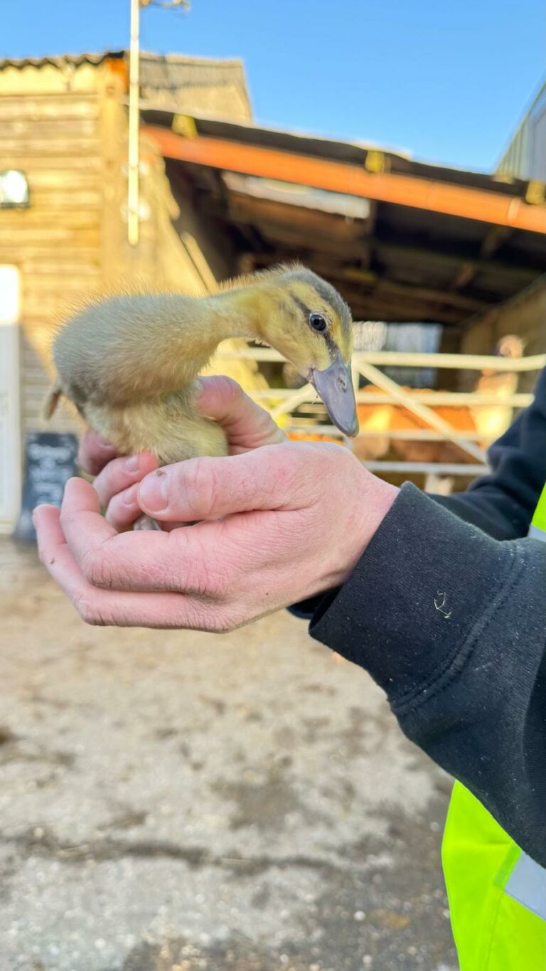 Will's Farms – Get ready to meet and greet our amazing animals for a ...
