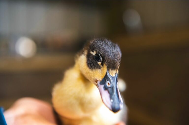 Will's Farms – Get ready to meet and greet our amazing animals for a ...