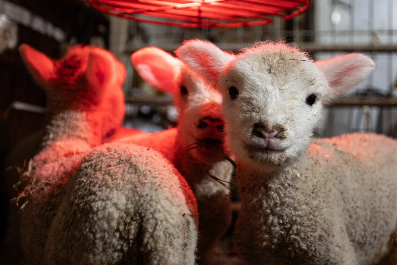 Will's Farms – Get ready to meet and greet our amazing animals for a ...