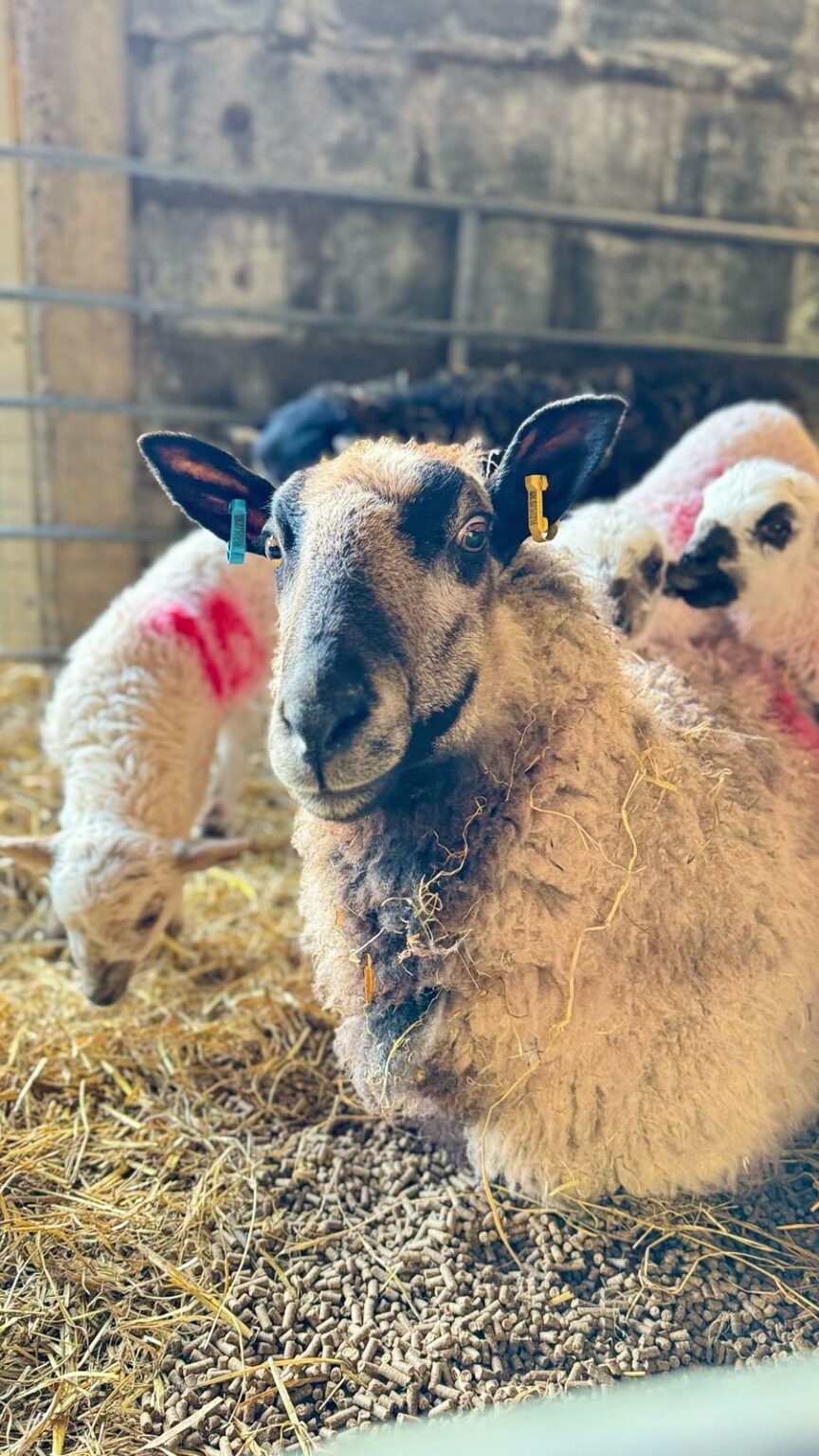 Will's Farms – Get ready to meet and greet our amazing animals for a ...