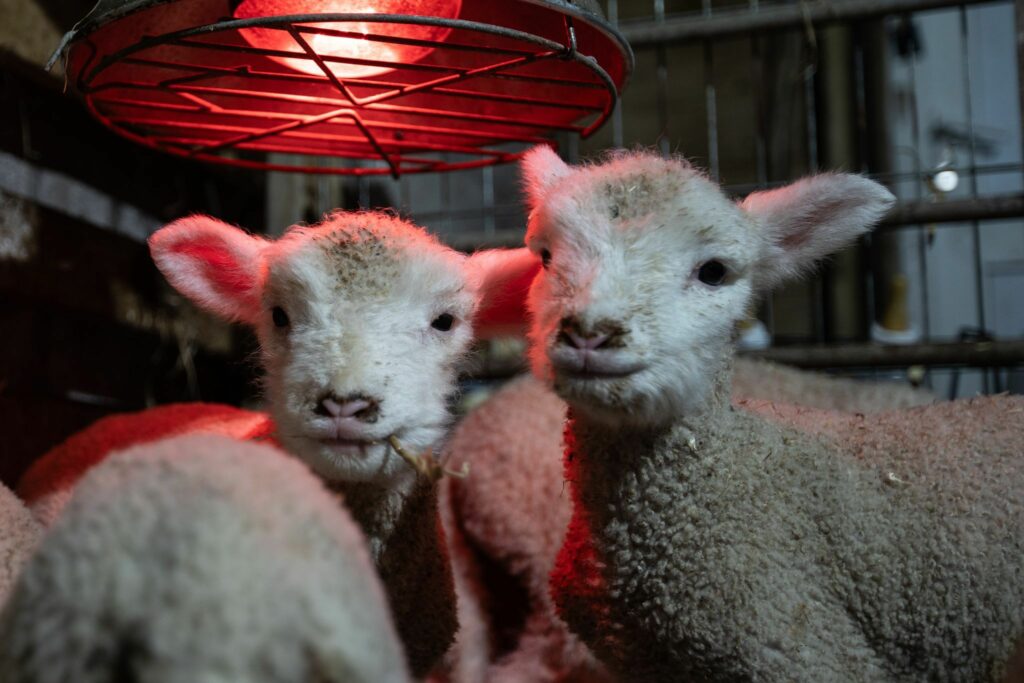Will's Farms – Get ready to meet and greet our amazing animals for a ...